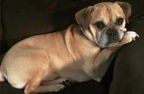 10 Things To Know About Pug and Pitbull Mix | ZooAwesome