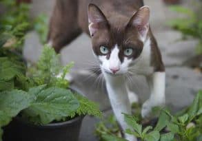 Can Cats Eat Sage? | ZooAwesome