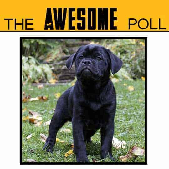 10 Things To Know About Pug and Pitbull Mix - ZooAwesome