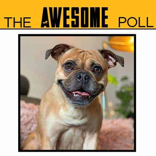 10 Things To Know About Pug and Pitbull Mix - ZooAwesome