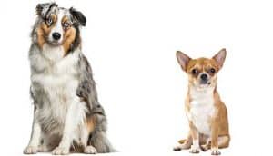 7 Things To Know About Chihuahua Australian Shepherd Mix | ZooAwesome