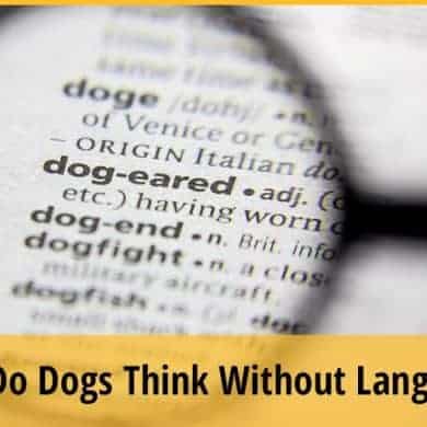 How Do Dogs Think Without Language? | ZooAwesome