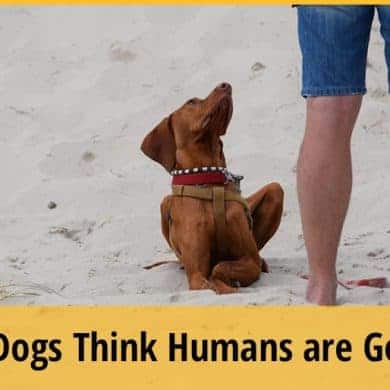 Do Dogs Think Humans are Gods? | ZooAwesome