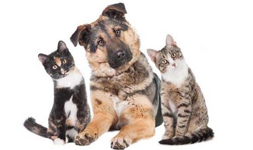 Why Does My Dog Meow? | ZooAwesome