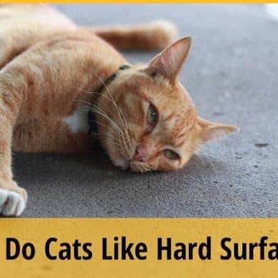 Why Do Cats Like Hard Surfaces? | ZooAwesome