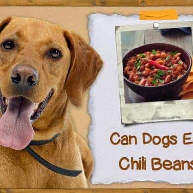 Can Dogs Eat Chili Beans? | ZooAwesome
