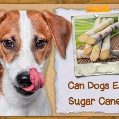 Can Dogs Eat Sugar Cane? | ZooAwesome