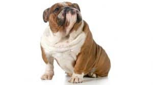 Do Dogs Pout? | ZooAwesome