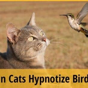 Can Cats Hypnotize Birds? | ZooAwesome