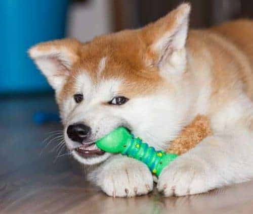 Benebone vs. Nylabone, What Is The Difference? (Dog Owner's Guide ...