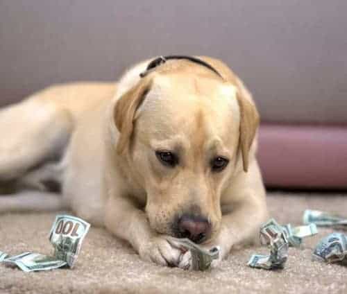 Benebone vs. Nylabone, What Is The Difference? (Dog Owner's Guide ...