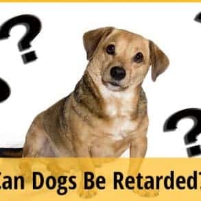 Can Dogs Be Retarded? (Are They Susceptible To Such Abnormalities ...