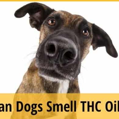 Can Dogs Smell THC Oil? (Let's Find Out) | ZooAwesome