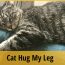 Why Does My Cat Hug My Leg? | ZooAwesome