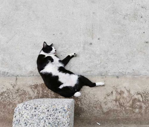 Why Do Cats Kick Themselves in The Face? | ZooAwesome