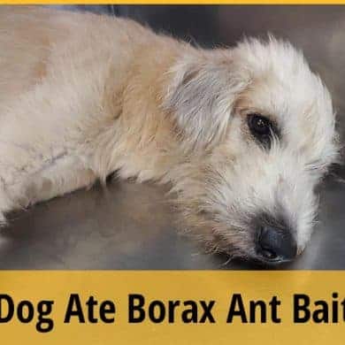 My Dog Ate Borax Ant Bait - Urgent Steps to Do | ZooAwesome