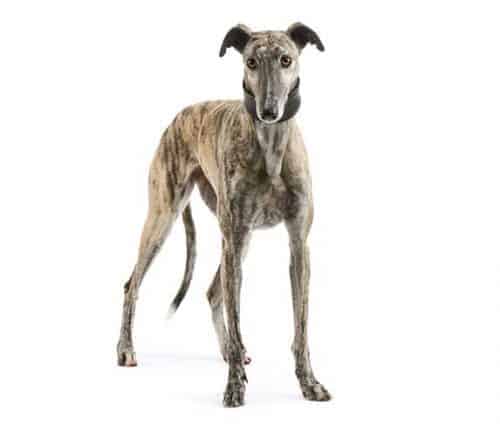13 Dog Breeds That Are Similar To Greyhounds | ZooAwesome