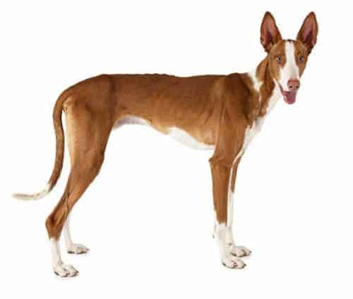 13 Dog Breeds That Are Similar To Greyhounds | ZooAwesome