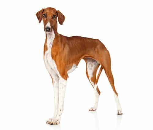 13 Dog Breeds That Are Similar To Greyhounds | ZooAwesome