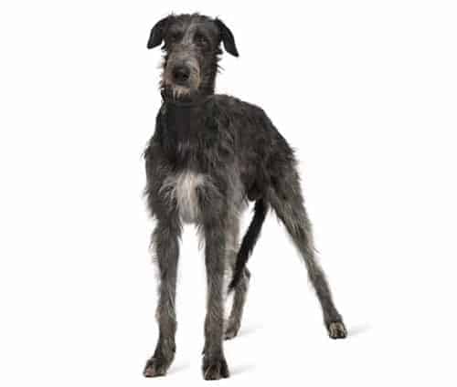 13 Dog Breeds That Are Similar To Greyhounds | ZooAwesome