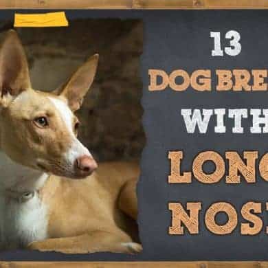 13 Dog Breeds With Long Nose (Big Snouts): Whippet, Hounds & More ...