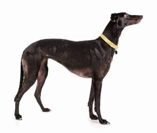 13 Dog Breeds With Long Nose (Big Snouts): Whippet, Hounds & More ...