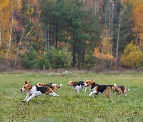How To Spot a Full Blooded Beagle? (+ Facts & Personality) | ZooAwesome