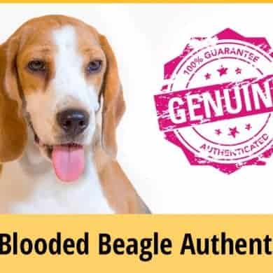 How To Spot a Full Blooded Beagle? (+ Facts & Personality) | ZooAwesome