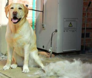 How to Reduce Shedding in a Lab Dog? (4 Ways) | ZooAwesome