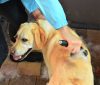 How to Reduce Shedding in a Lab Dog? (4 Ways) | ZooAwesome