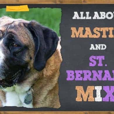Saint Bermastiff (Saint Bernard & Mastiff Mix) Facts, Pictures ...