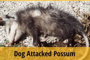 My Dog Attacked A Possum (Urgent Things You Must Do) | ZooAwesome