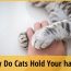 Why Does My Cat Hold My Hand? | ZooAwesome
