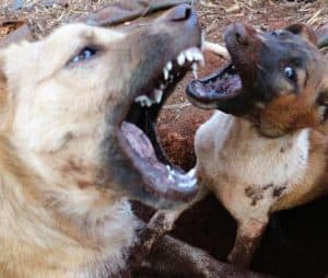 Why Do Dogs Bite Each Others' Ears? (6 Reasons) | ZooAwesome