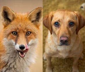 Will A Fox Attack A Dog? (Things You Must Find Out) | ZooAwesome
