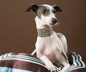 7 Skinny Dog Breeds That You'll Love (Slim, Lanky, Tall & More ...