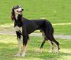 7 Skinny Dog Breeds That You'll Love (Slim, Lanky, Tall & More ...