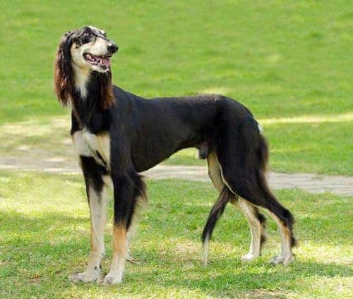 7 Skinny Dog Breeds That You'll Love (Slim, Lanky, Tall & More ...
