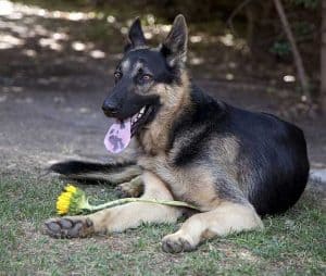 7 Dog Breeds That Can Be a Universal Blood Donors (+ Dog Blood Types ...