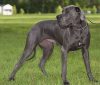 21 Dog Breeds With Largest Brain (Brain To Body Ratio) | ZooAwesome