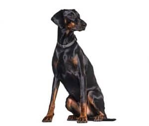 10 Dog Breeds That Can Develop Barrel Chest (List of Barrel Chested ...