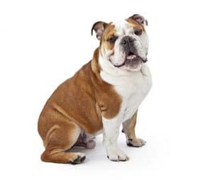 10 Dog Breeds That Can Develop Barrel Chest (List of Barrel Chested ...