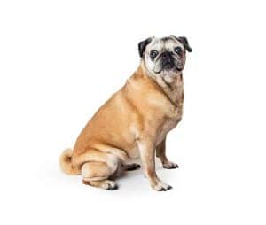 10 Dog Breeds That Can Develop Barrel Chest (List of Barrel Chested ...
