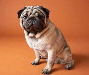7 Dog Breeds With Fat Rolls (Dogs with Wrinkly Body) | ZooAwesome