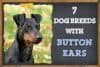7 Dog Breeds with Button Ears (Pictures & Info) | ZooAwesome