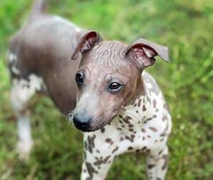 7 Dog Breeds with Button Ears (Pictures & Info) | ZooAwesome