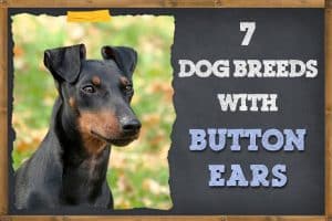7 Dog Breeds with Button Ears (Pictures & Info) | ZooAwesome