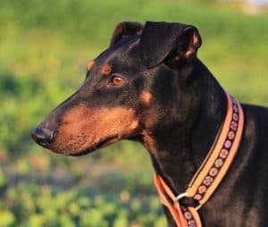 7 Dog Breeds with Button Ears (Pictures & Info) | ZooAwesome