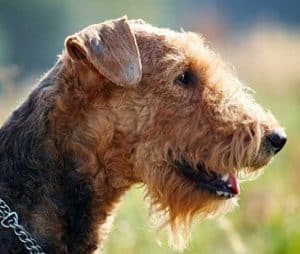 7 Dog Breeds with Button Ears (Pictures & Info) | ZooAwesome