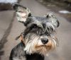 10 Dog Breeds with Chin Whiskers (Pictures & Info) | ZooAwesome